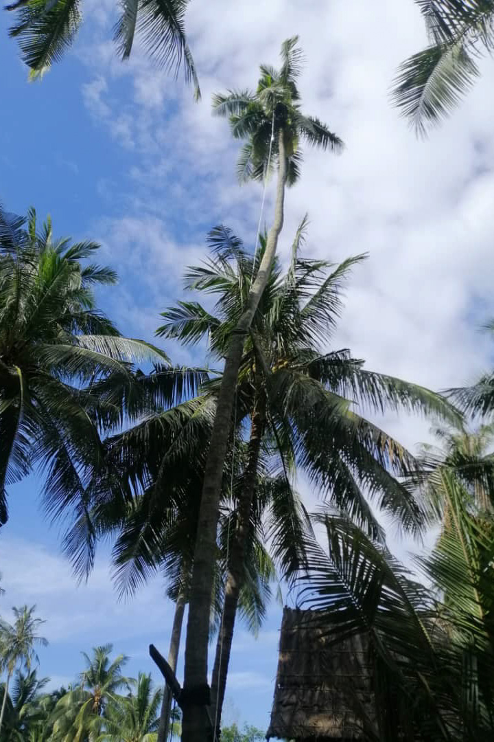 Coconut - Kampung Agong