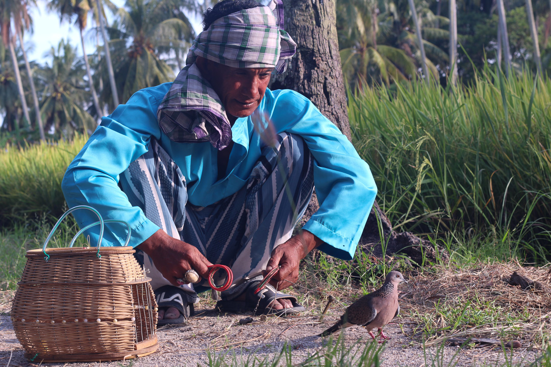 Tekukur Bird - Kampung Agong