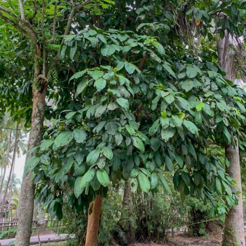 Tropical Fruits Farm - Kampung Agong