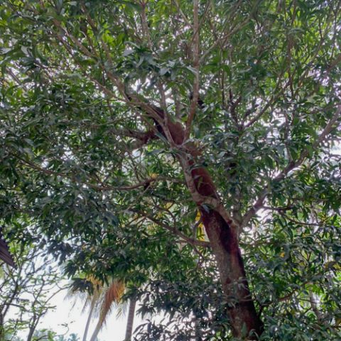 Tropical Fruits Farm - Kampung Agong