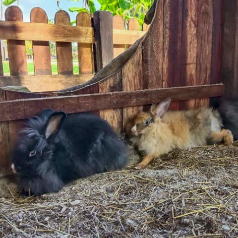 Mini Farm - Kampung Agong