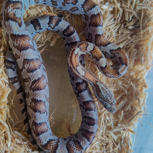 Mini Farm - Kampung Agong