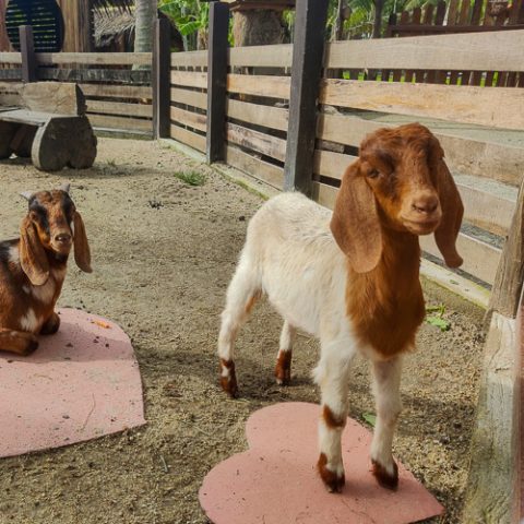 Mini Farm - Kampung Agong
